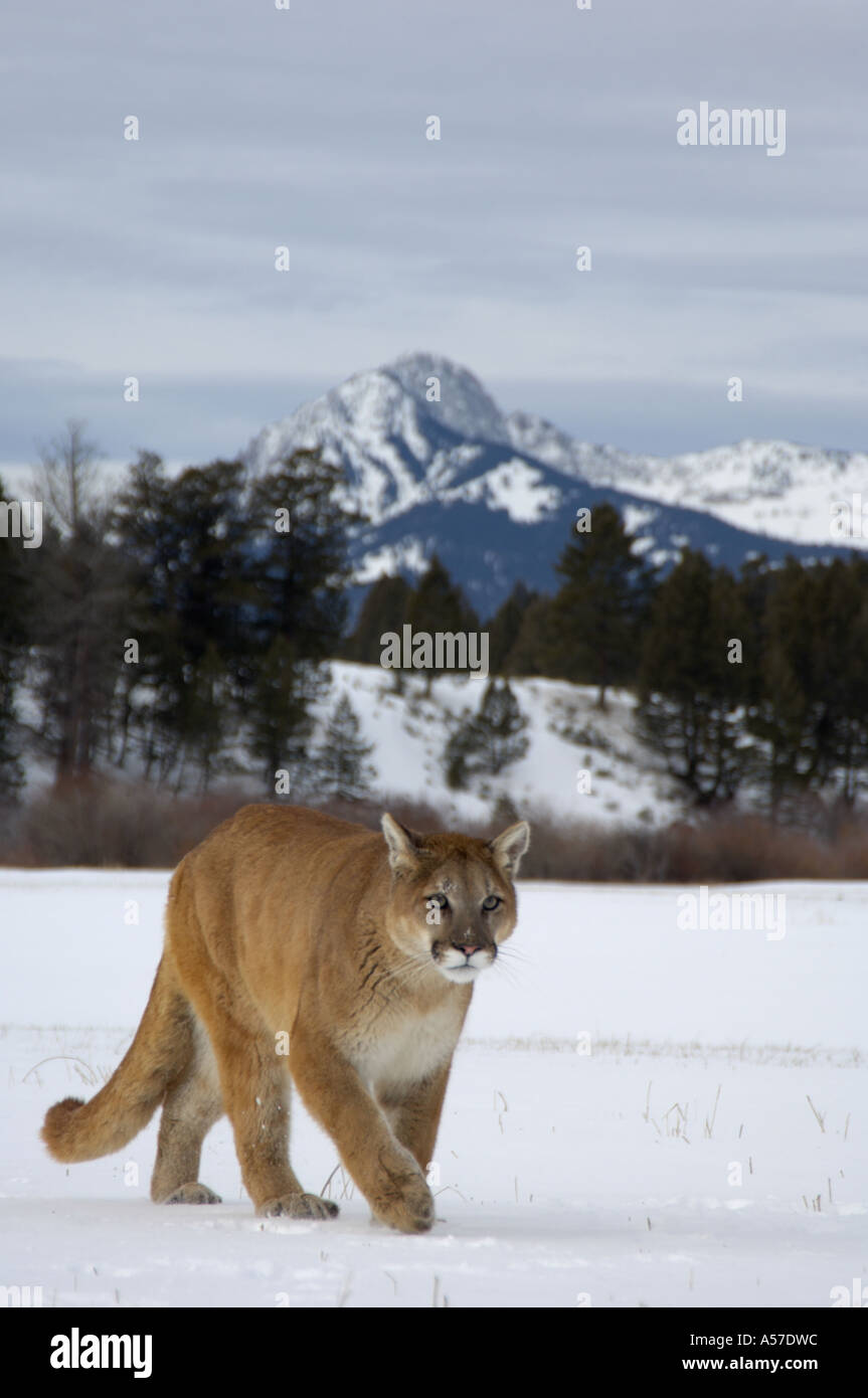 Cougar puma mountain lion puma concolor felis concolor in snow hi-res ...
