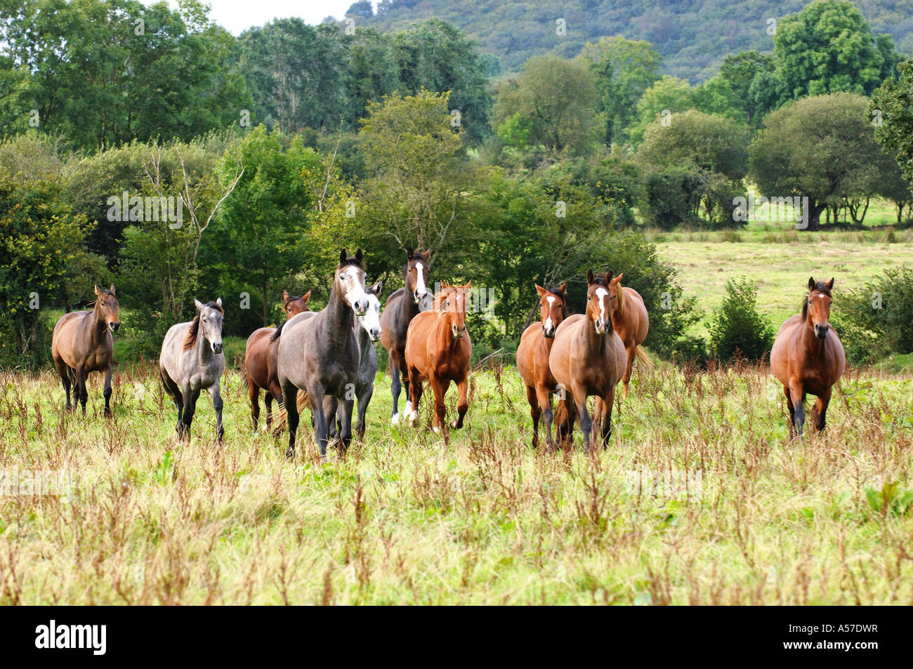 Irische postkarte hi-res stock photography and images - Alamy