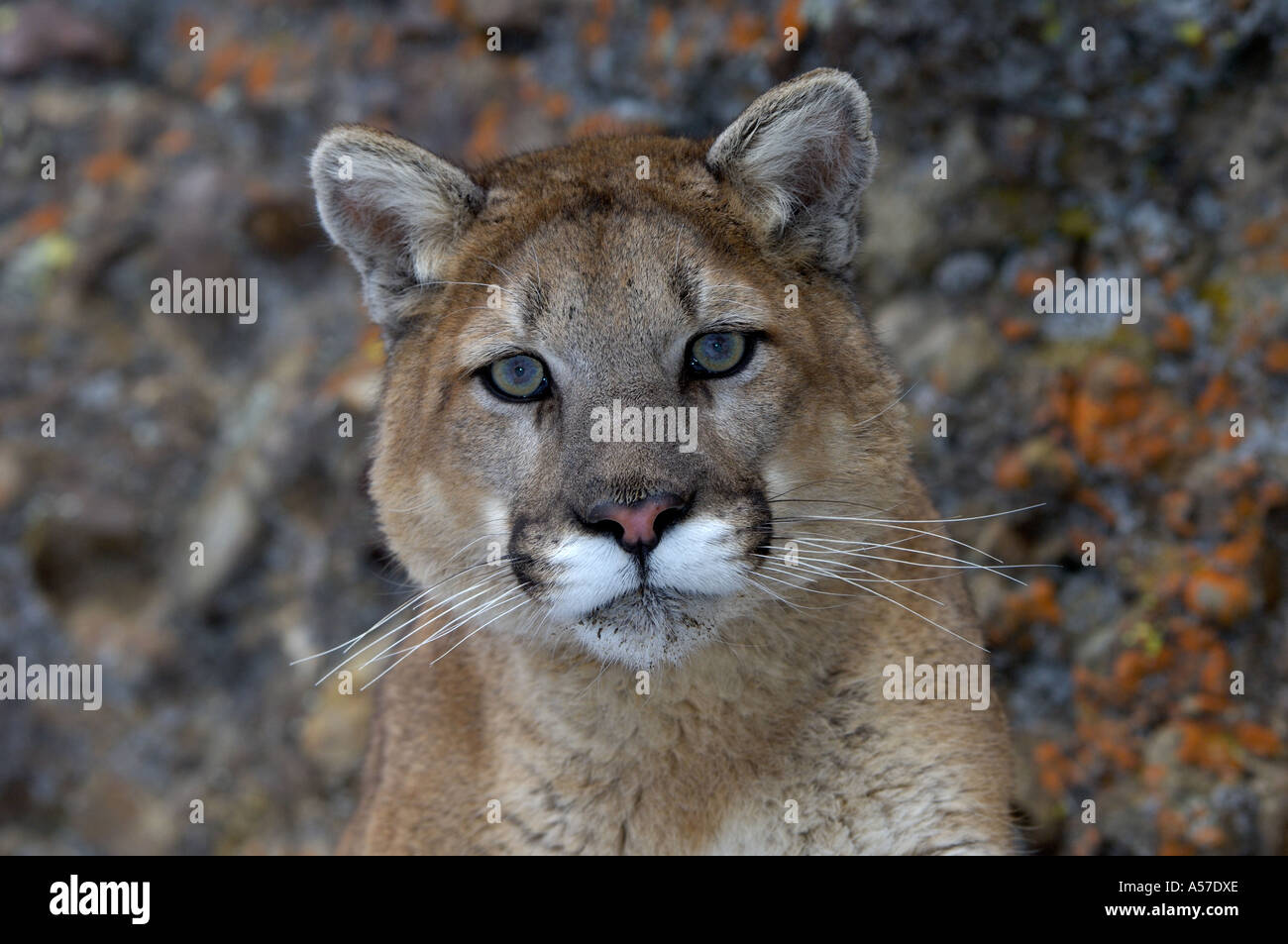Portrait of Puma or Mountain Lion Felis concolor captive Stock Photo ...