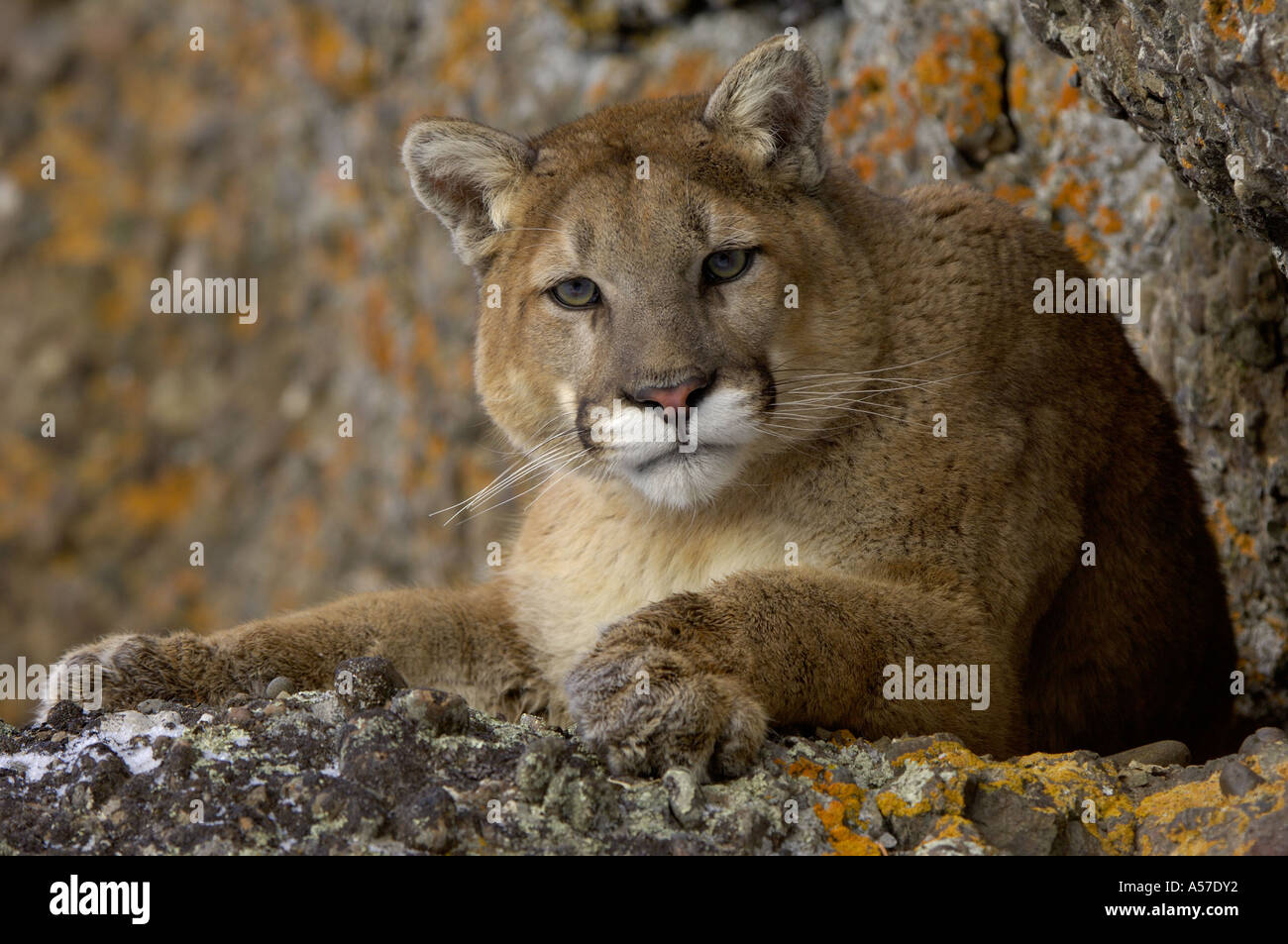 Puma or Mountain Lion Felis concolor resting on rocks captive Stock ...