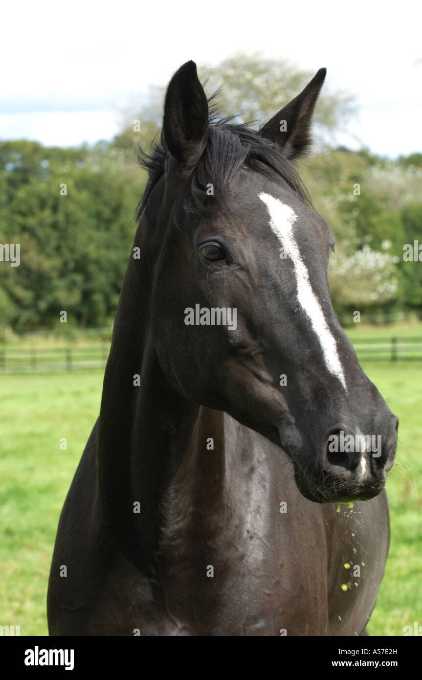irish hunter mit 75 vollblutanteil Stock Photo - Alamy