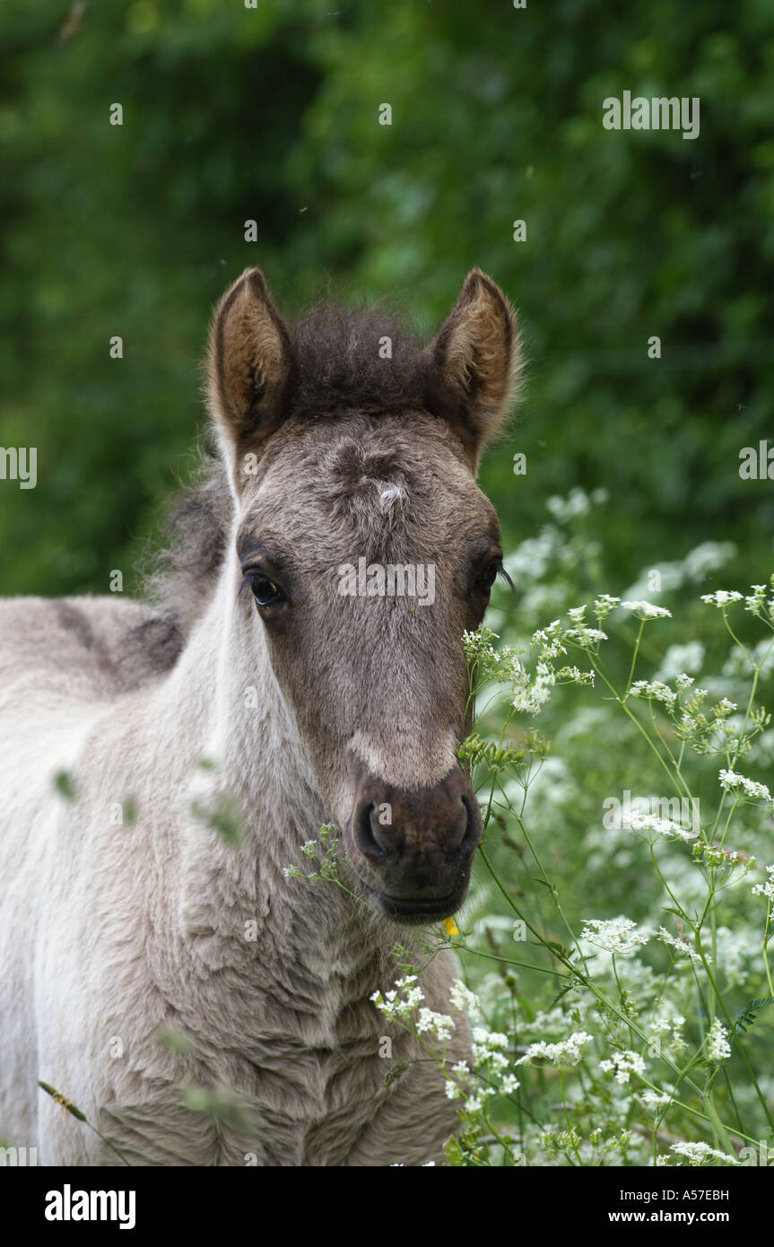 Islandic Horse Islandpony Stock Photo - Alamy