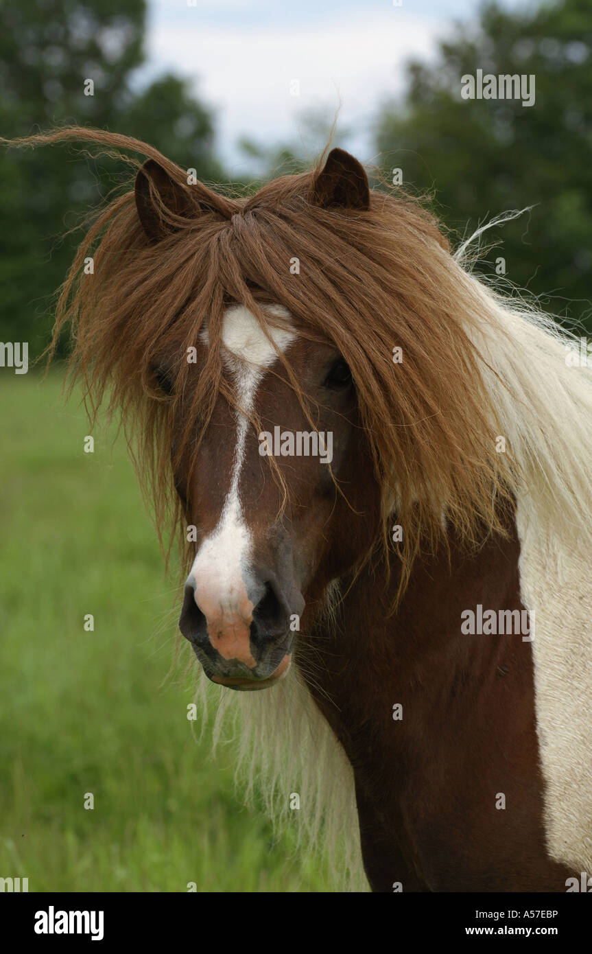 Islandic Horse Islandpony Stallion Hengst Stock Photo - Alamy