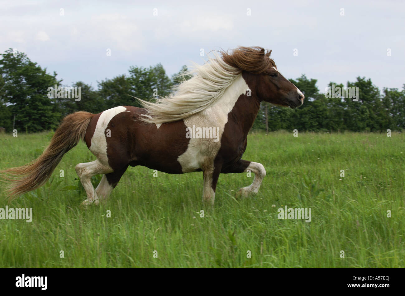 Islandic Horse Islandpony Stallion Hengst Stock Photo - Alamy