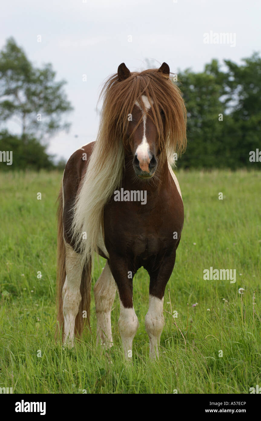 Islandic Horse Islandpony Stallion Hengst Stock Photo - Alamy