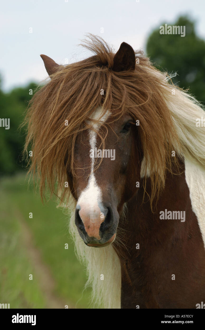 Islandic Horse Islandpony Stallion Hengst Stock Photo - Alamy