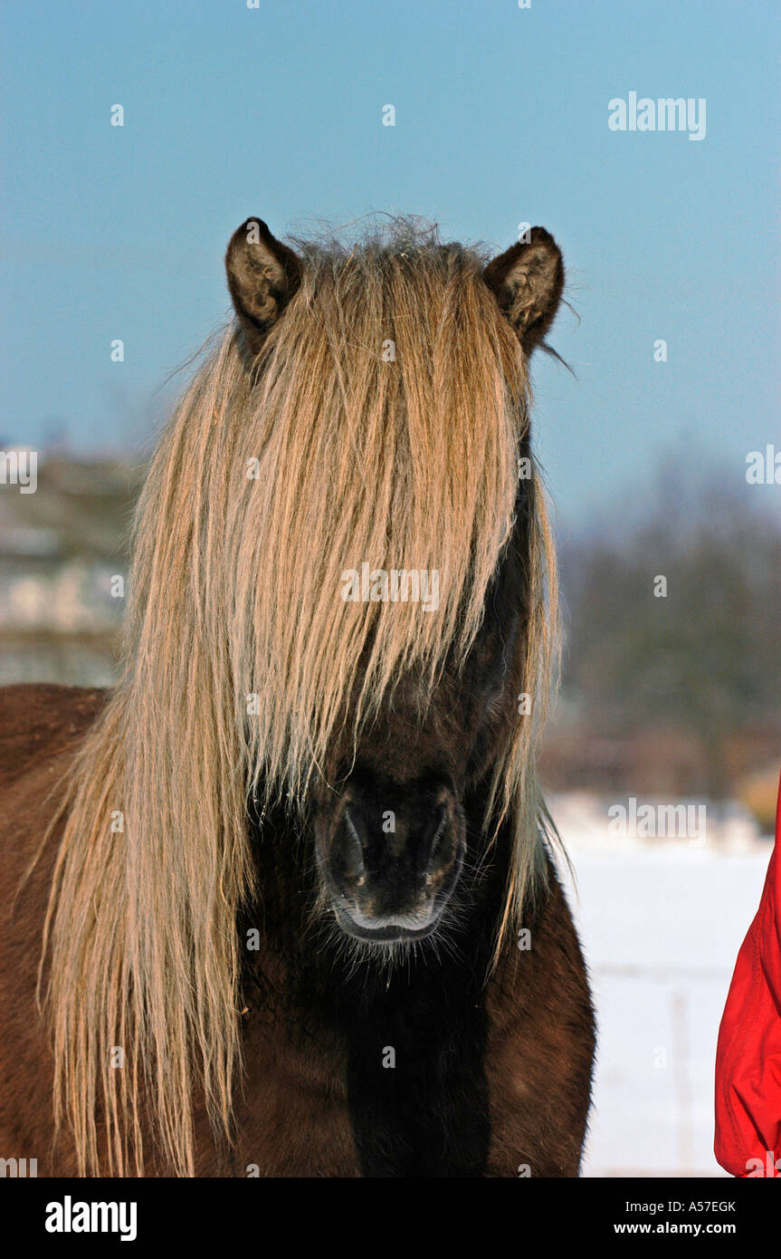 Islandic Horse Islandpony Stock Photo - Alamy