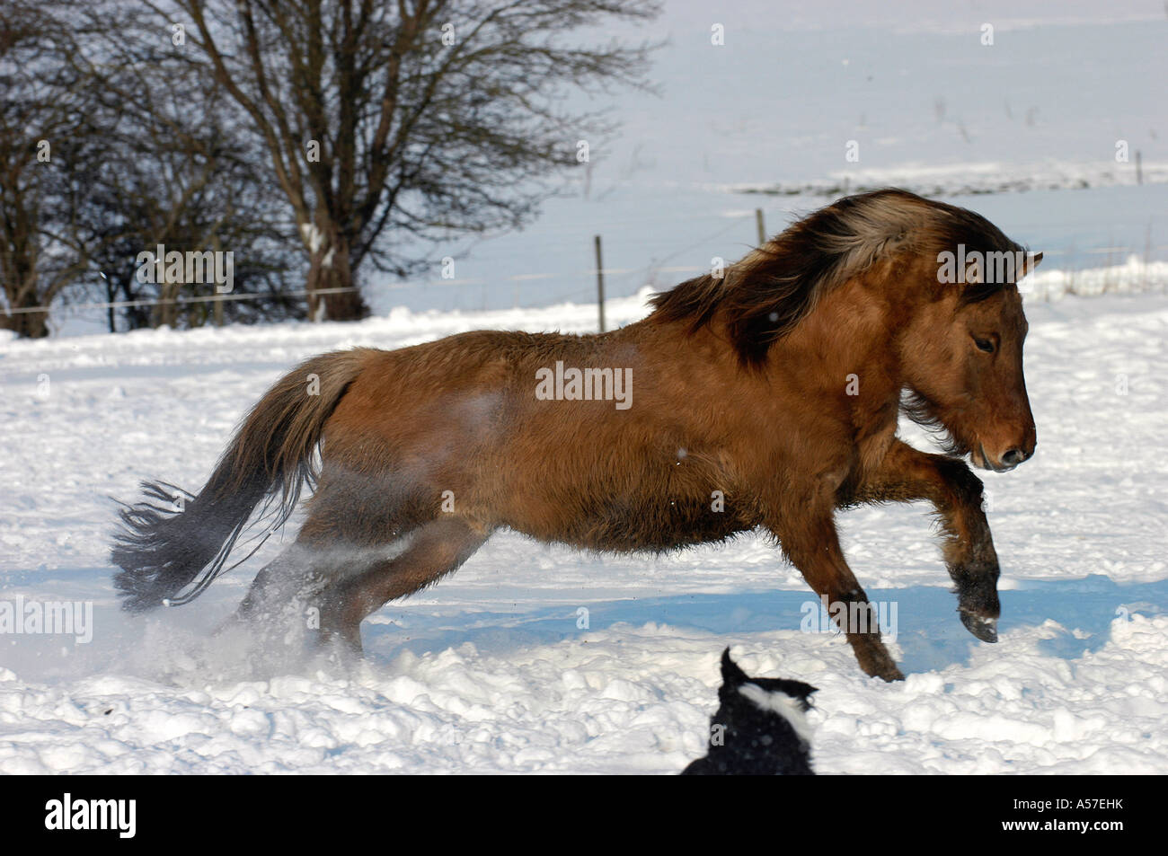 Islandic Horse Islandpony Stock Photo - Alamy