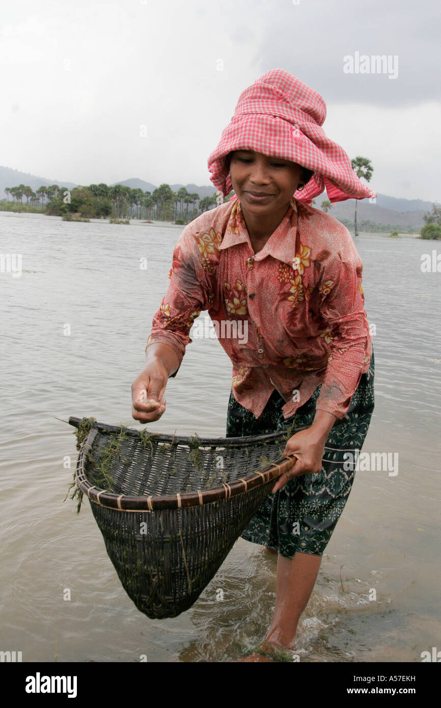 Painet je2180 cambodia woman female catching small fish prey veng ...