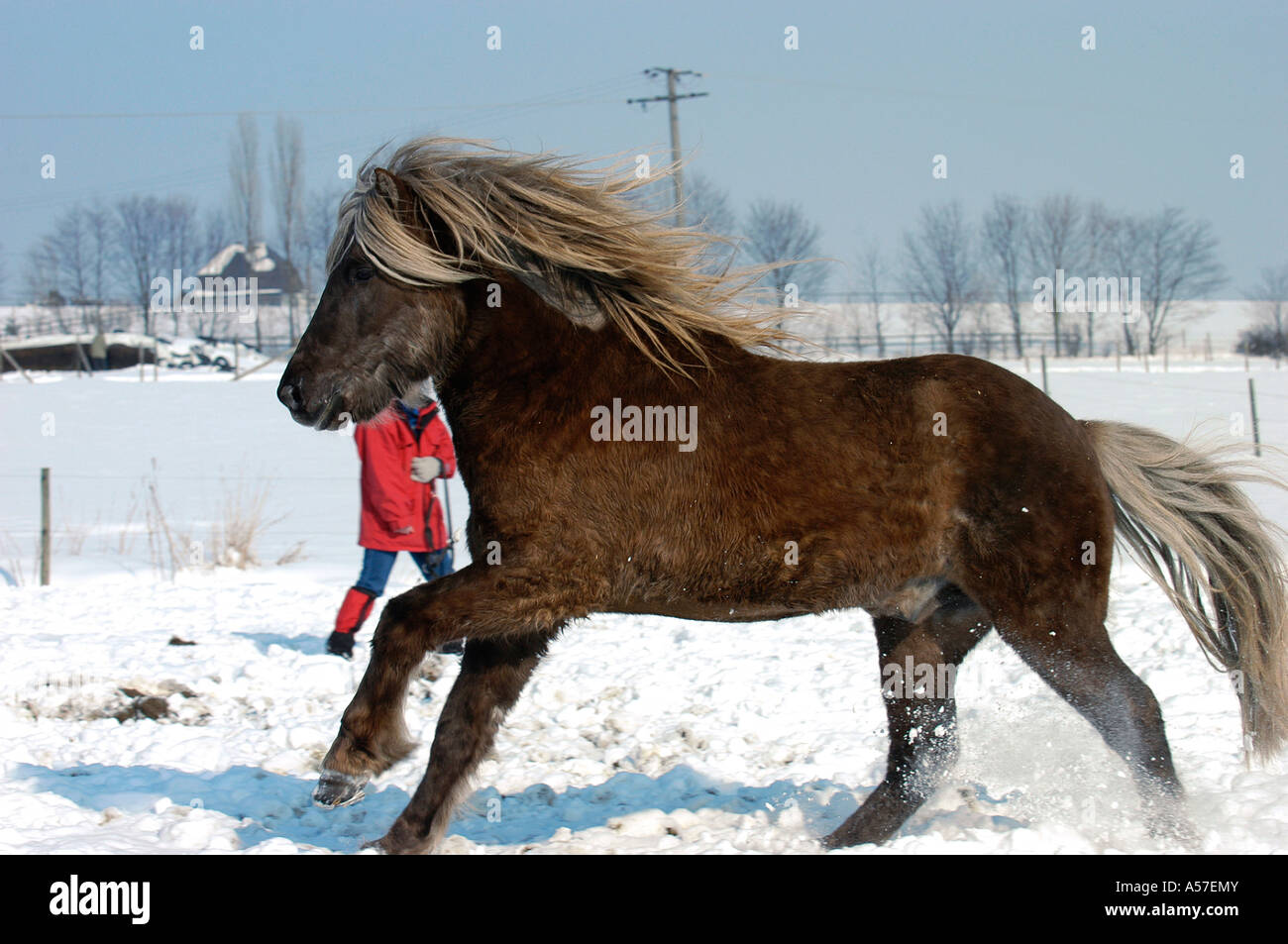 Islandic Horse Islandpony Stock Photo - Alamy