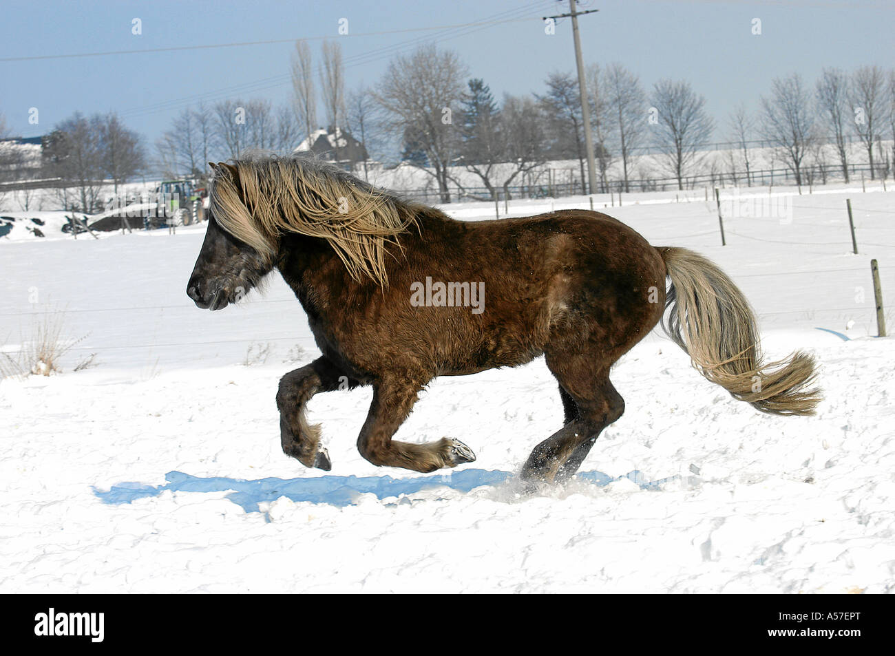 Islandic Horse Islandpony Stock Photo - Alamy