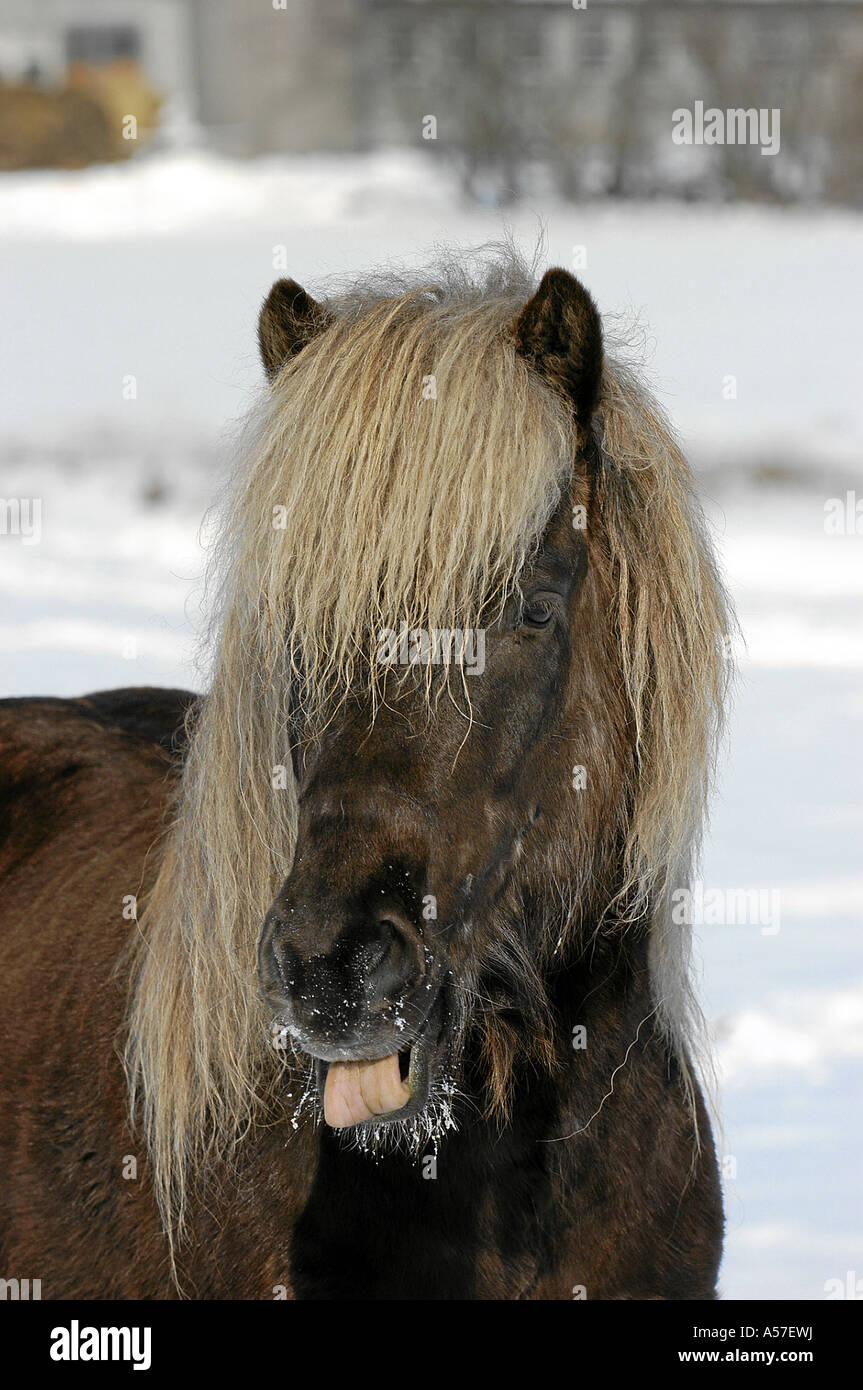 Islandic Horse Islandpony Stock Photo - Alamy