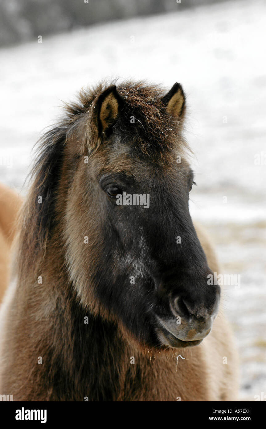 Islandic Horse Islandpony Stock Photo - Alamy