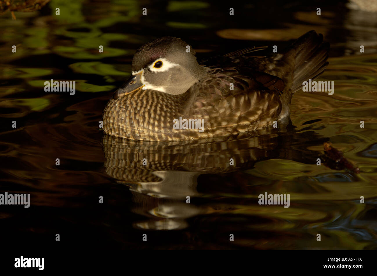 Female Wood Duck Aix sponsa Martin Mere UK Stock Photo - Alamy