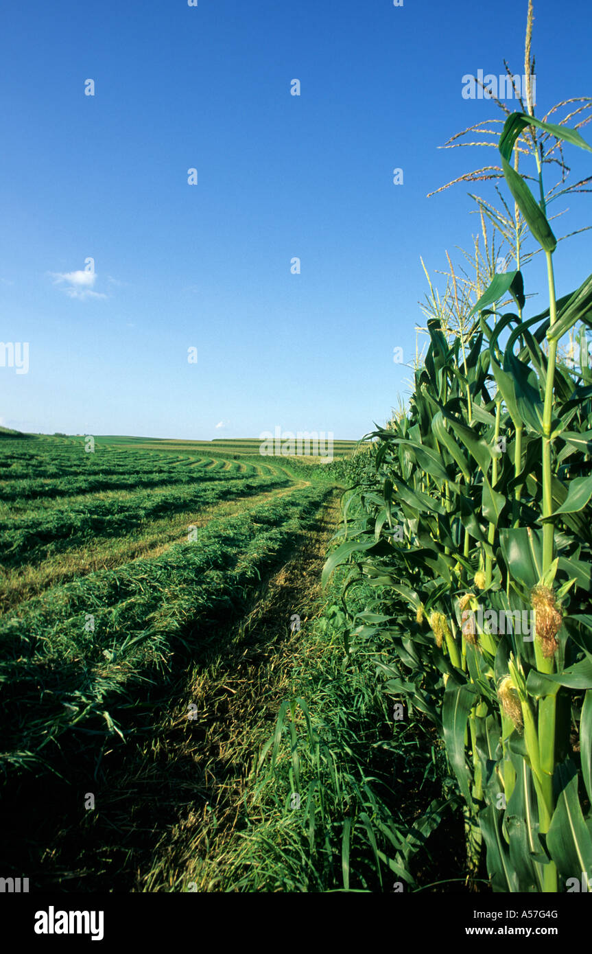 IOWA CORN FIELD IN LATE SUMMER. EXAMPLE OF STRIP FARMING Stock Photo ...