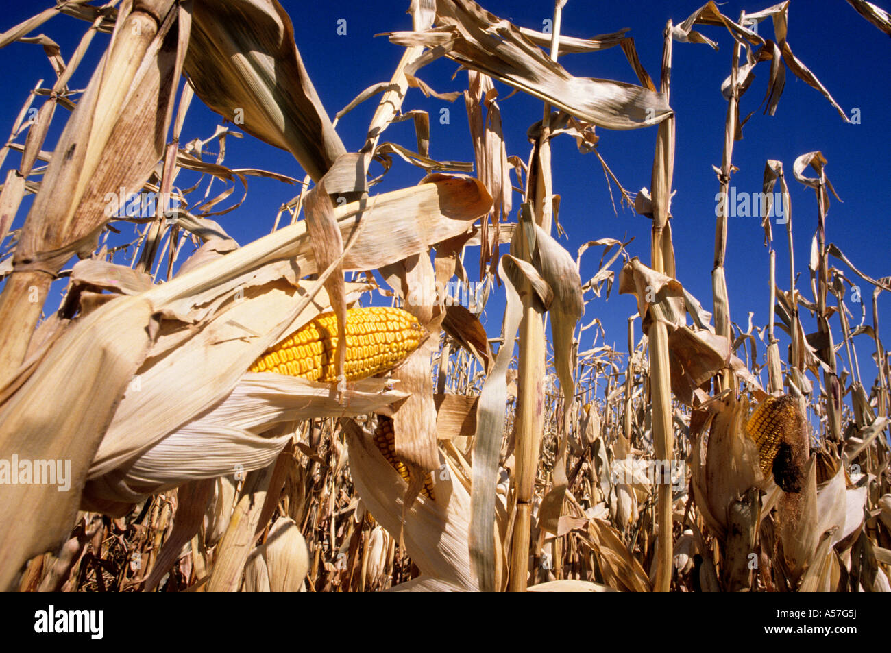 FIELD CORN READY TO HARVEST IN SOUTHERN MINNESOTA Stock Photo - Alamy
