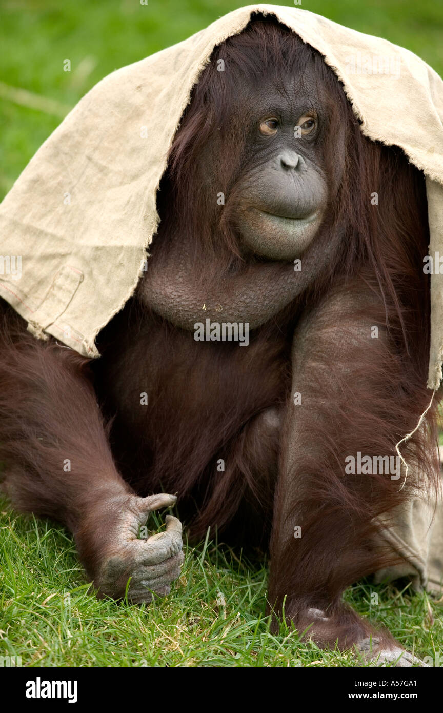 Pongo pygmaeus abelli Stock Photo - Alamy
