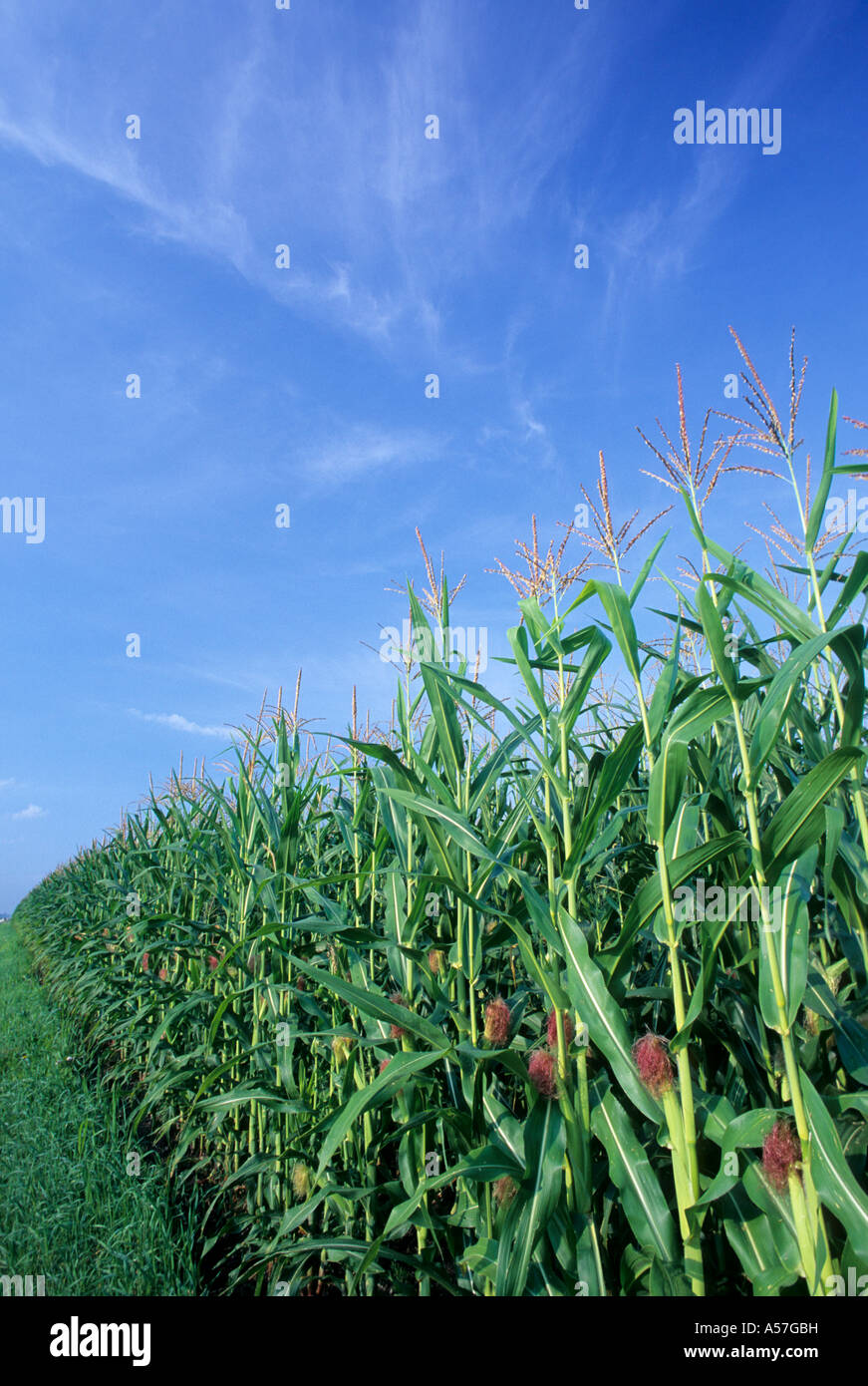 Illinois farm crops hi-res stock photography and images - Alamy