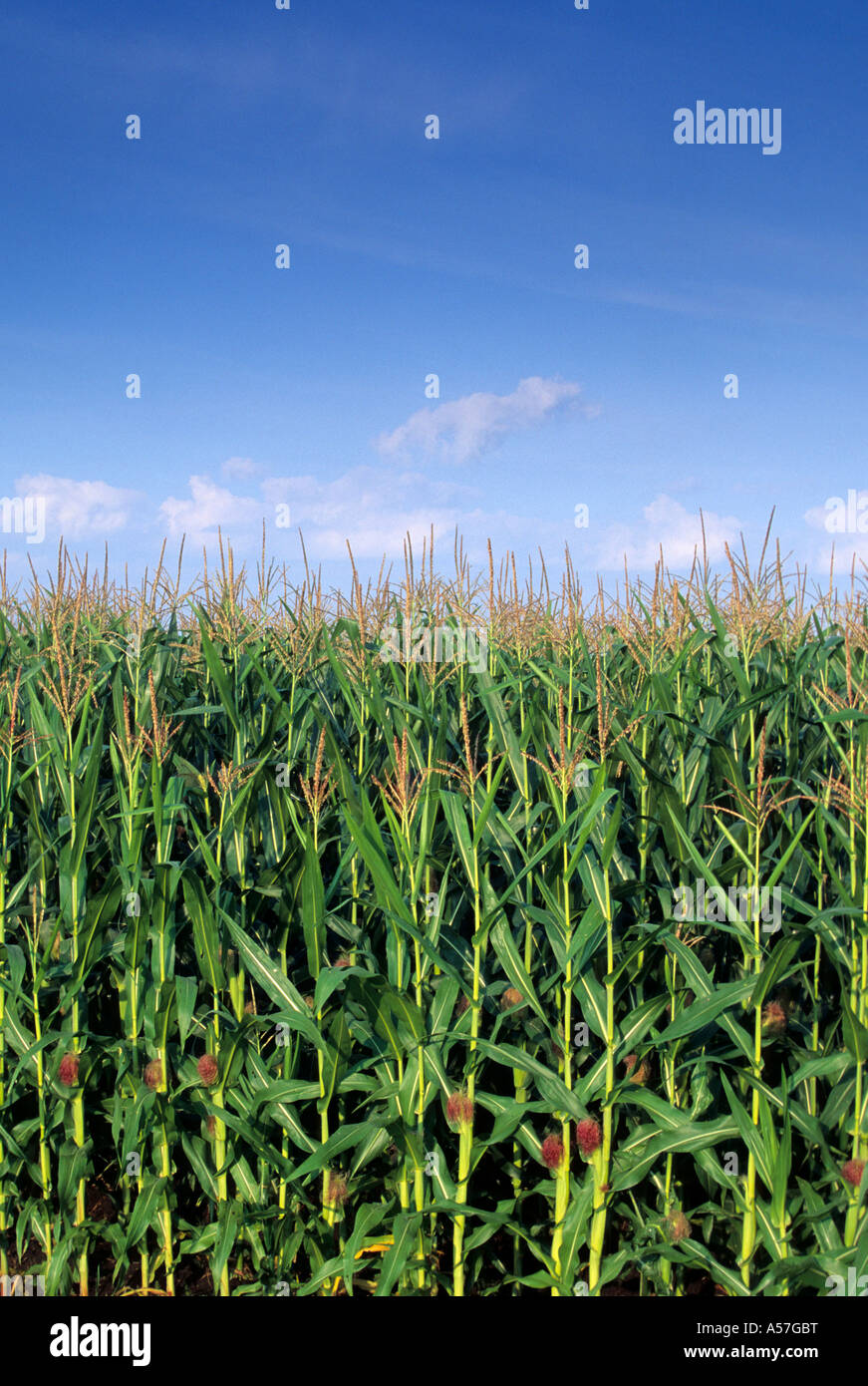Corn fields illinois hi-res stock photography and images - Alamy