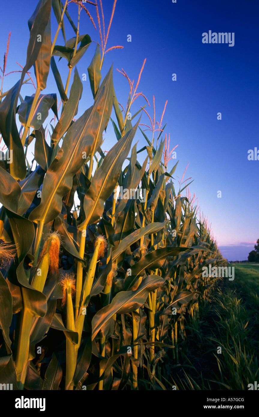 FIELD OF CORN NEAR AURORA, ILLINOIS. JULY Stock Photo - Alamy