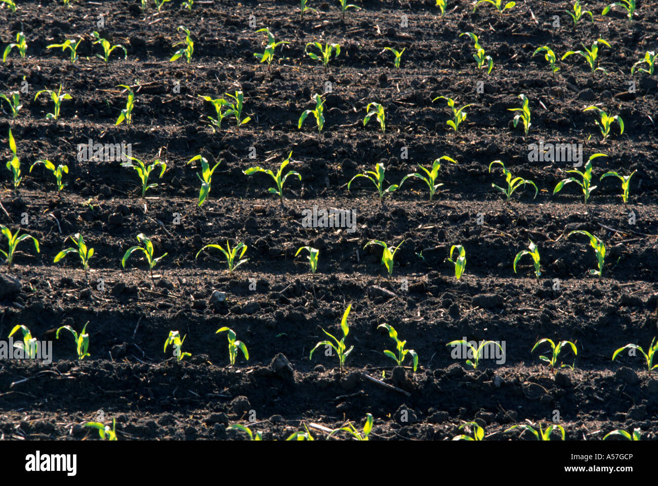 Sprouting crops hi-res stock photography and images - Alamy