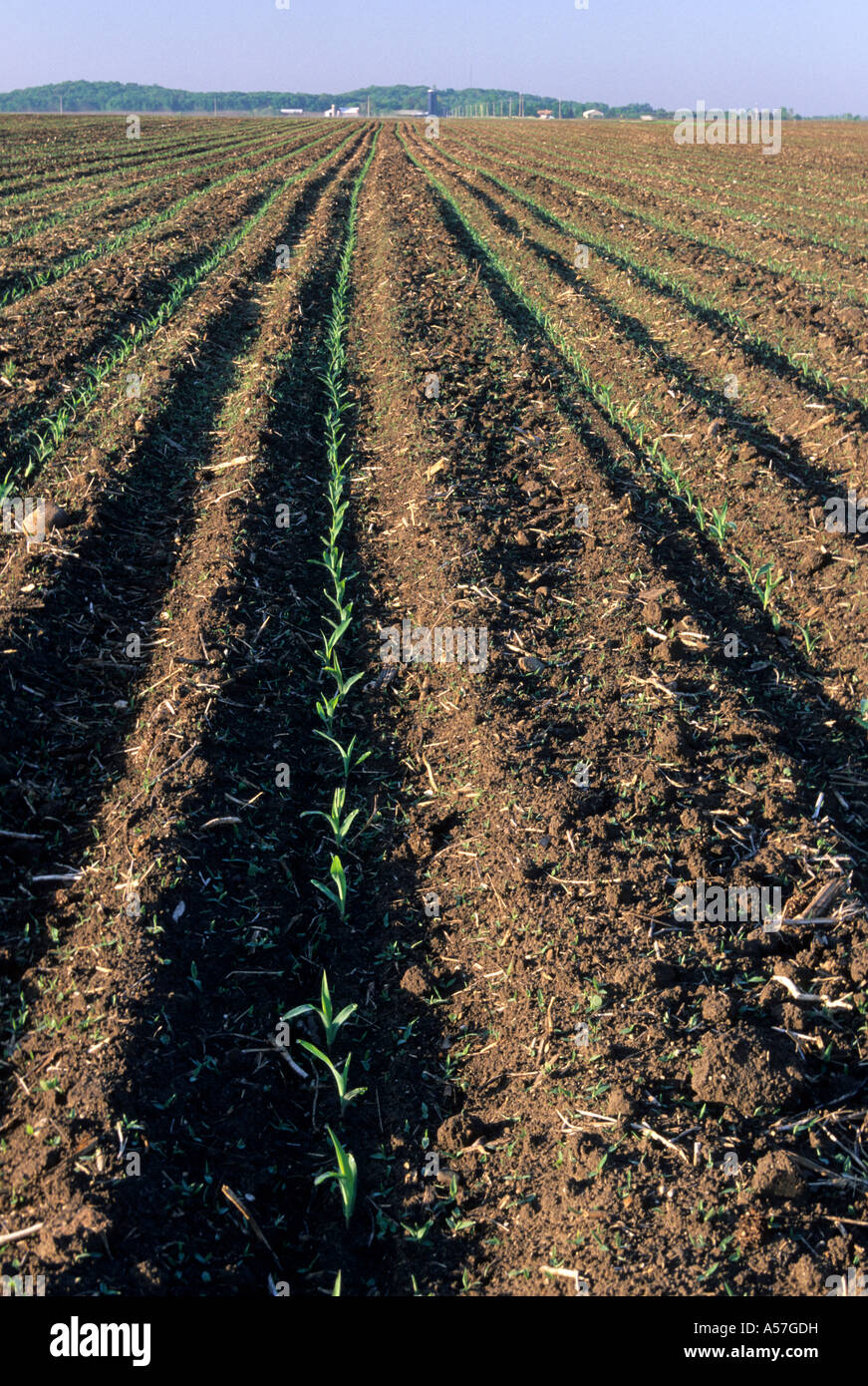 EARLY SPIKE-STAGE CORN IN S.E. MINNESOTA FIELD. LATE MAY Stock Photo ...