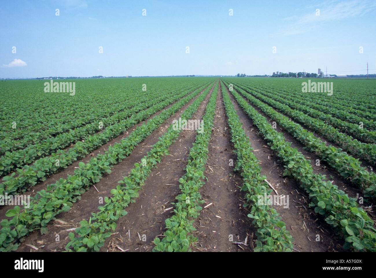 Bean field minnesota hi-res stock photography and images - Alamy
