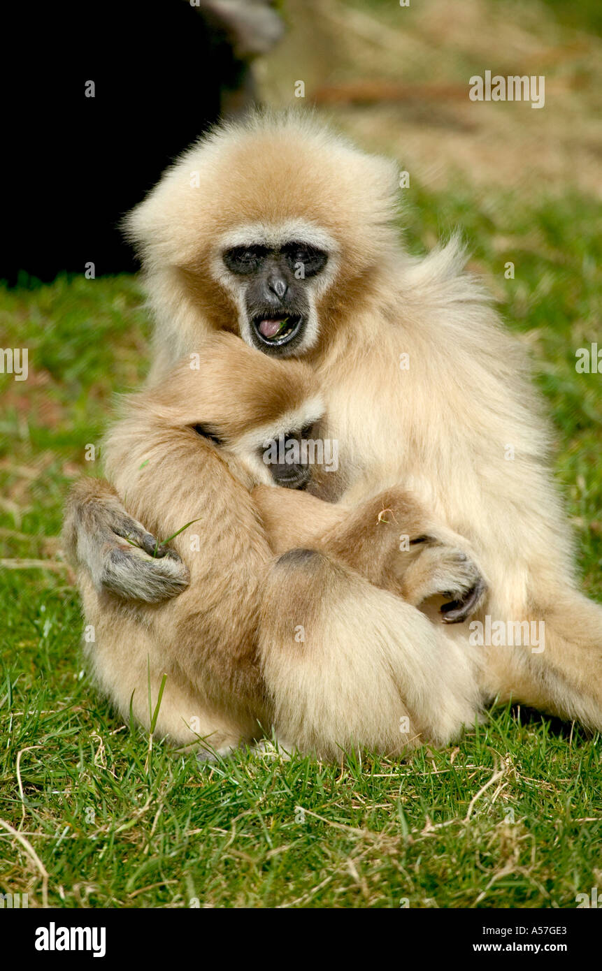 Infant gibbon hi-res stock photography and images - Alamy