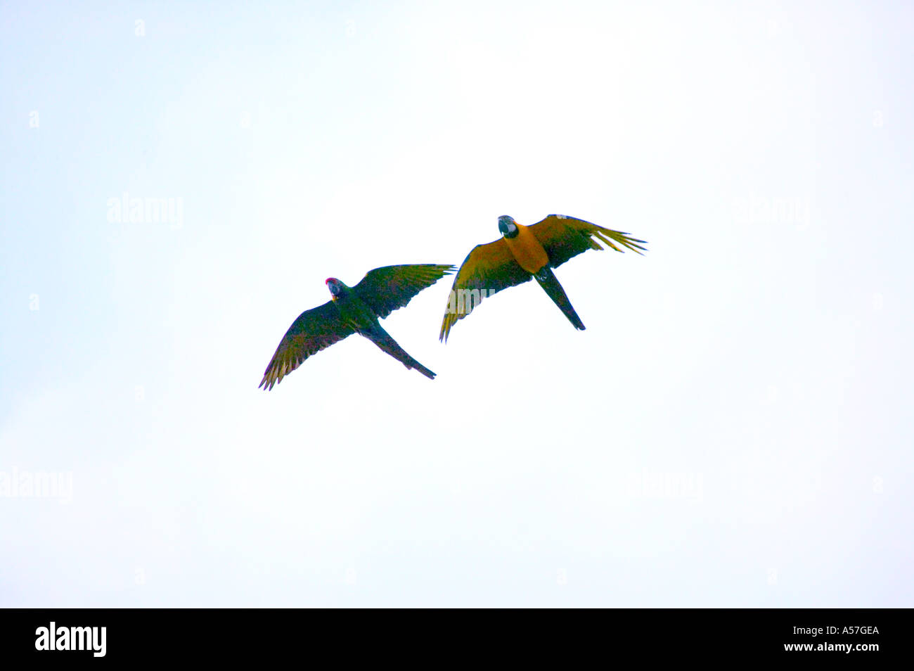 dual flight macaws freedom flying wild Stock Photo - Alamy