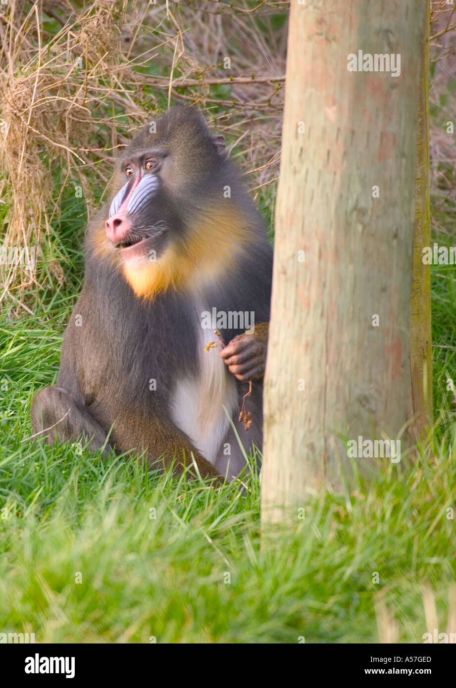 Male mandrill baboon hi-res stock photography and images - Alamy