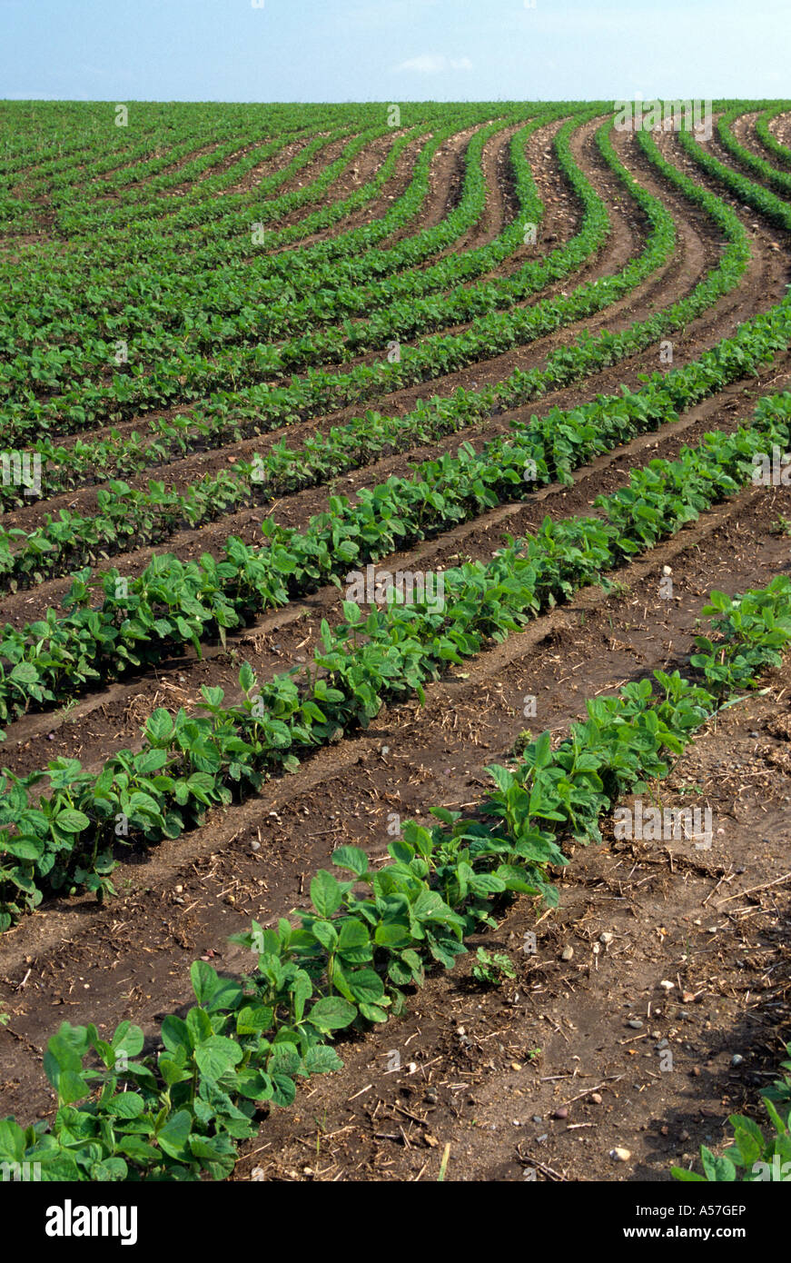 Export of soybeans hi-res stock photography and images - Alamy