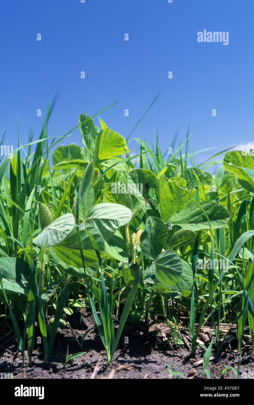 Field soybeans weeds hi-res stock photography and images - Alamy