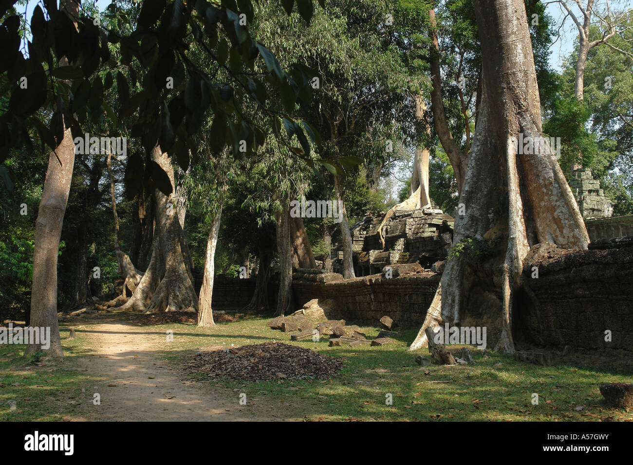 Painet je2271 cambodia scene showing vegetation roots vast trees ...