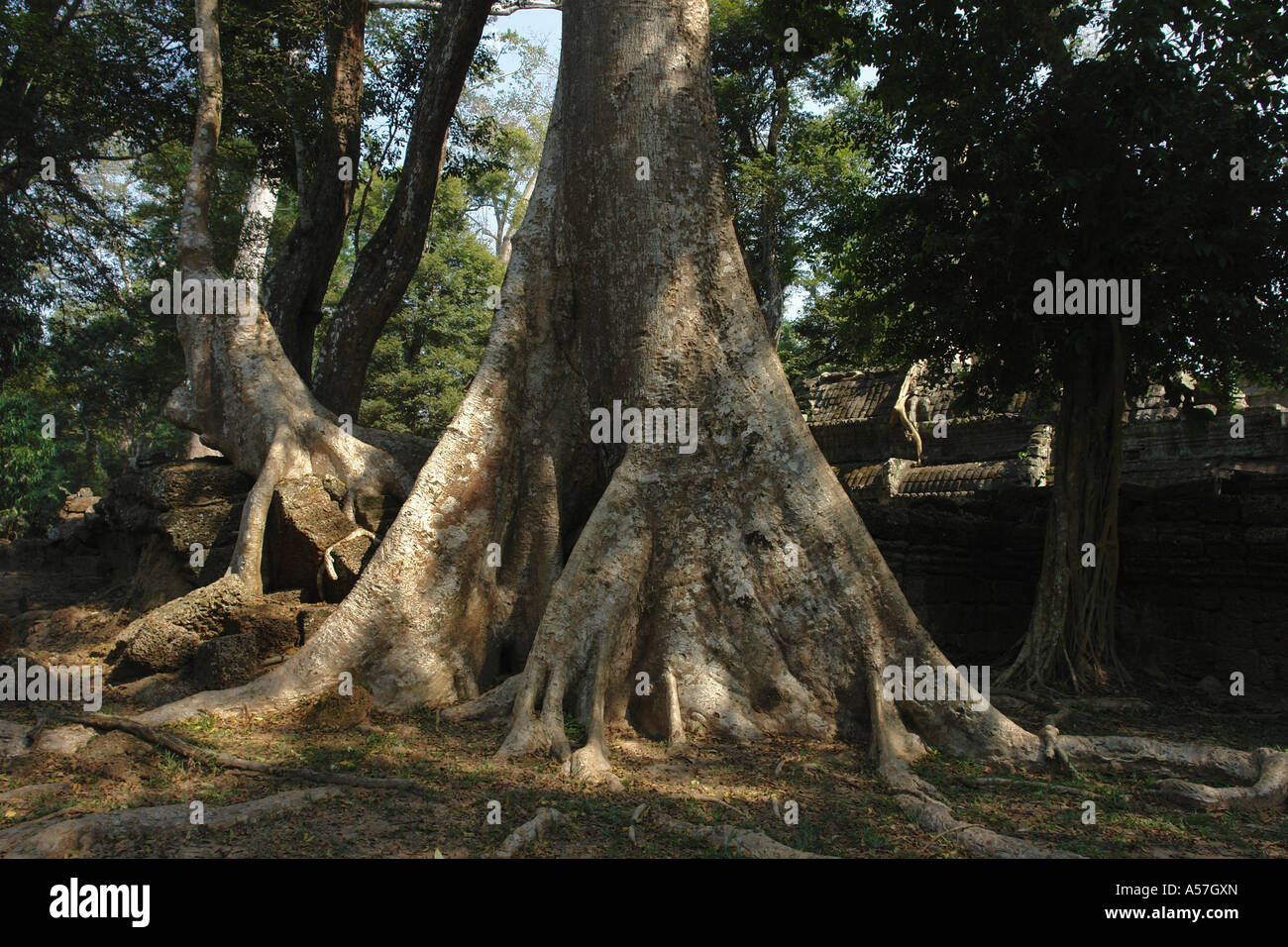 Painet je2272 cambodia scene showing vegetation roots vast trees ...