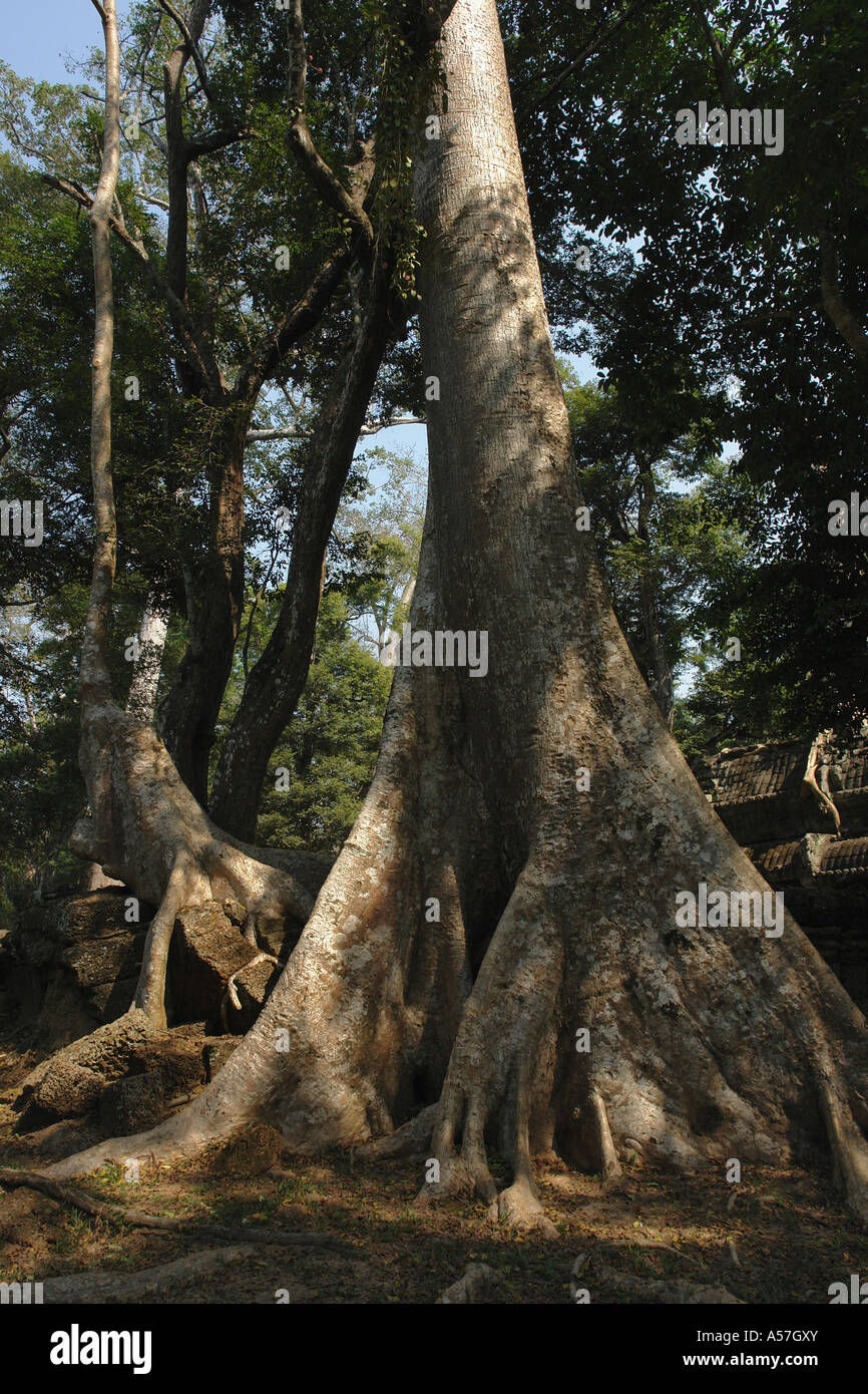Painet je2273 cambodia scene showing vegetation roots vast trees ...