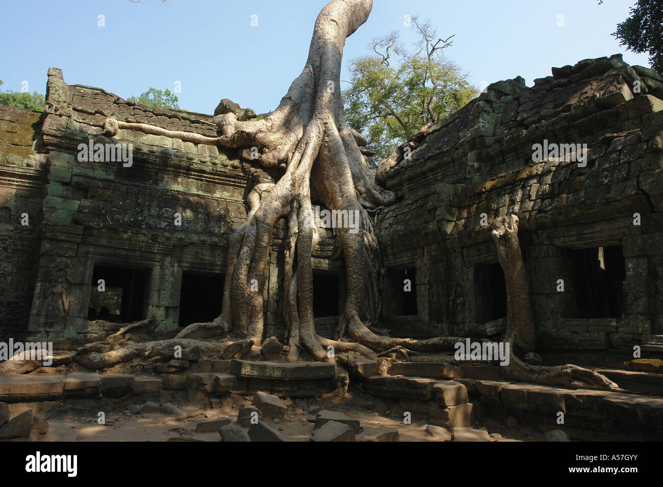 Painet je2274 cambodia scene showing vegetation roots vast trees ...