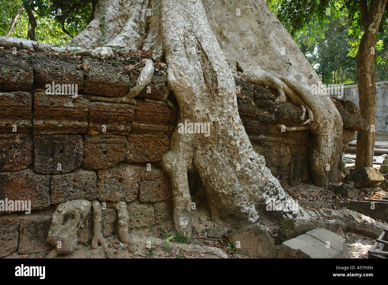 Painet je2279 cambodia scene showing vegetation roots vast trees ...