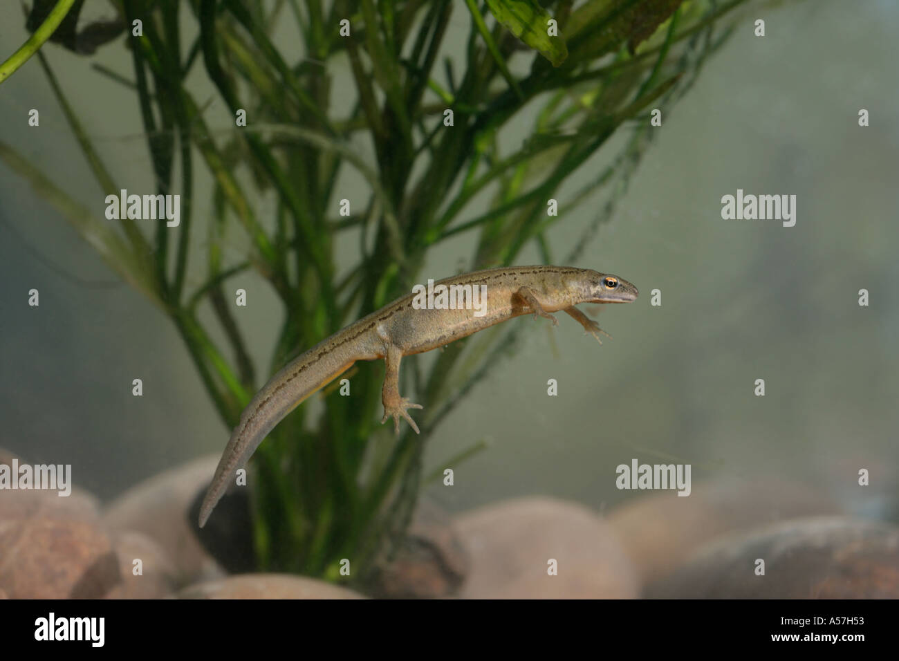 SMOOTH OR COMMON NEWT Triturus vulgaris Stock Photo - Alamy