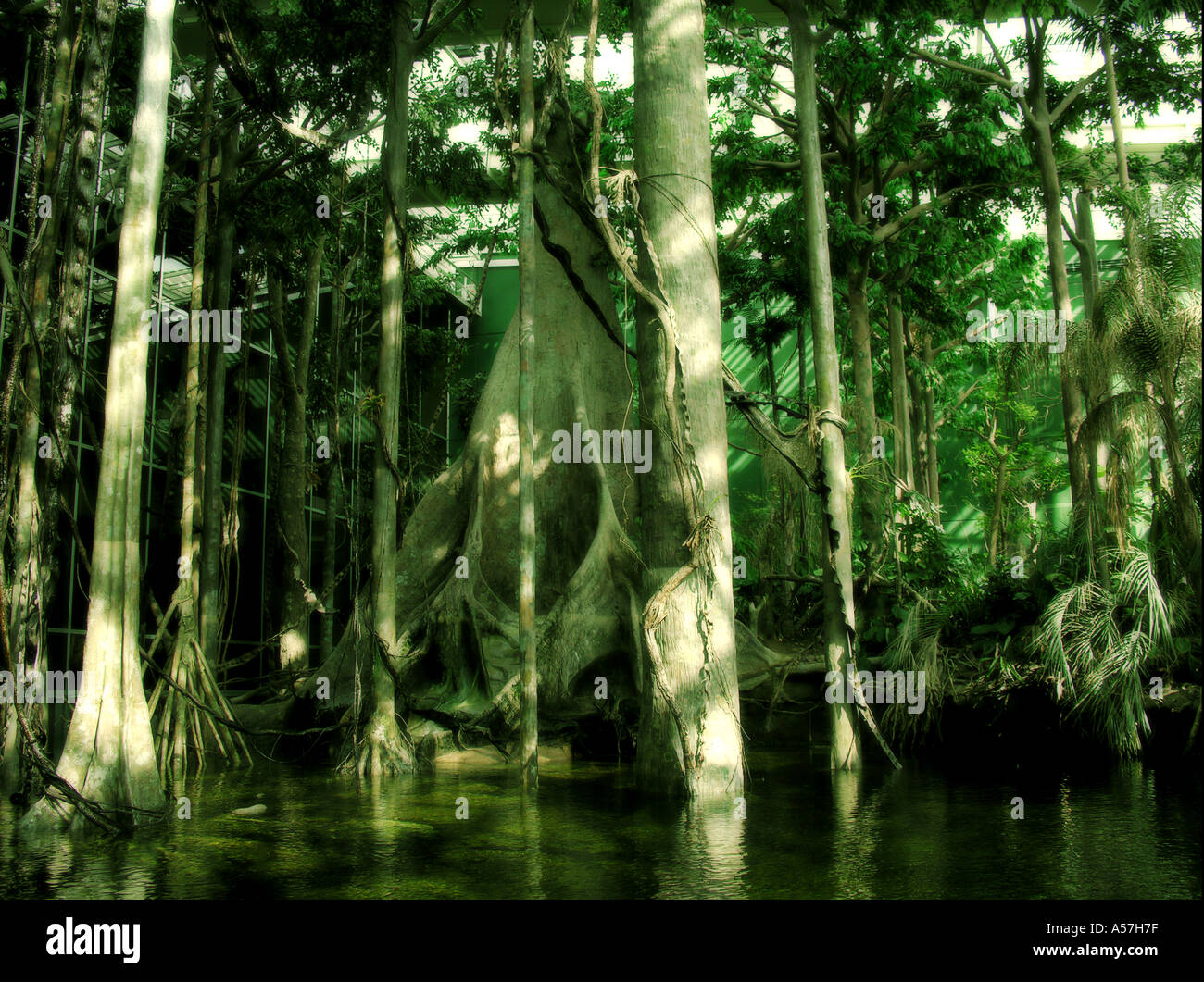 Flooded Forest