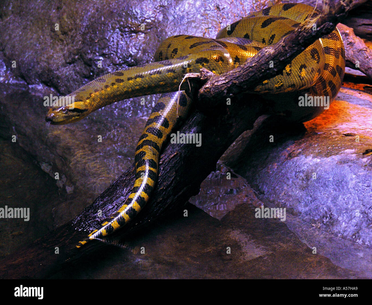 snake from the science museum in Barcelona Stock Photo - Alamy