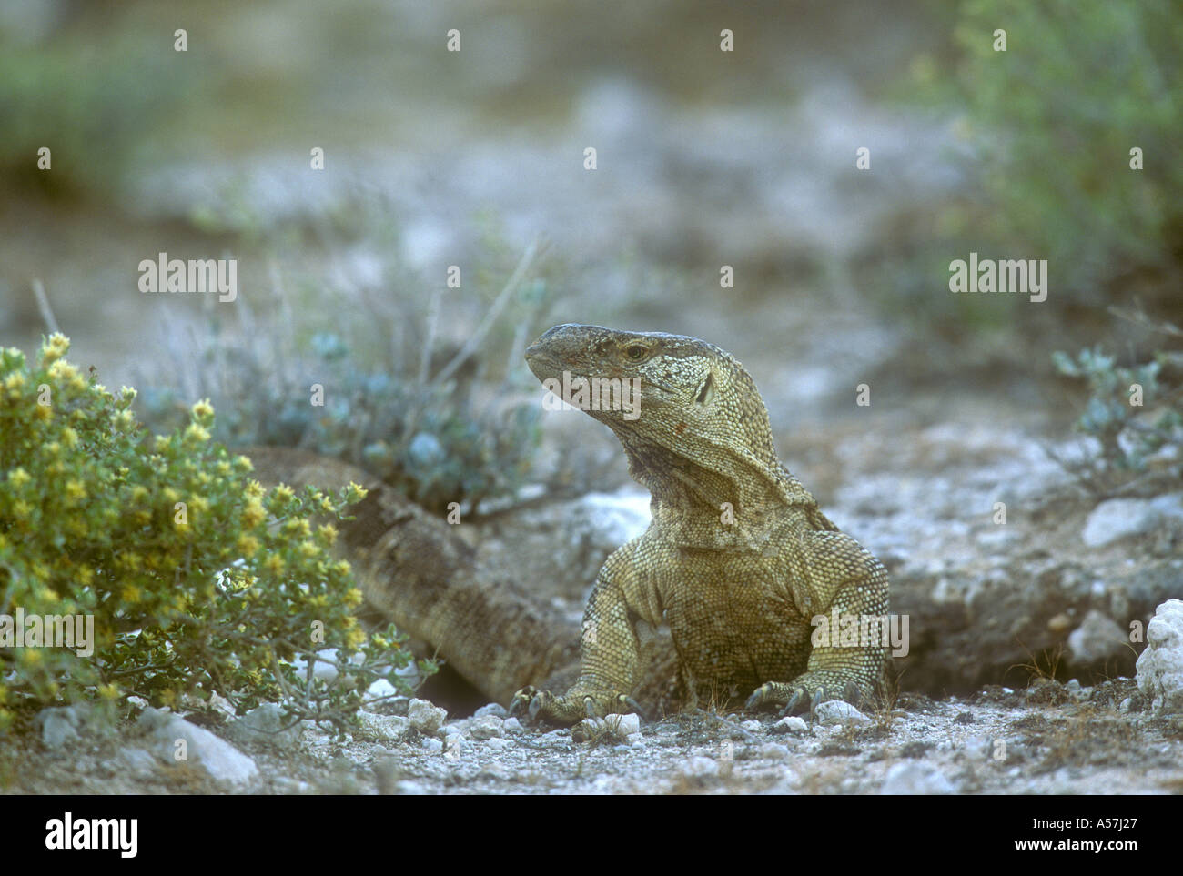 Rock Monitor Lizard Varanus albigularis Stock Photo - Alamy