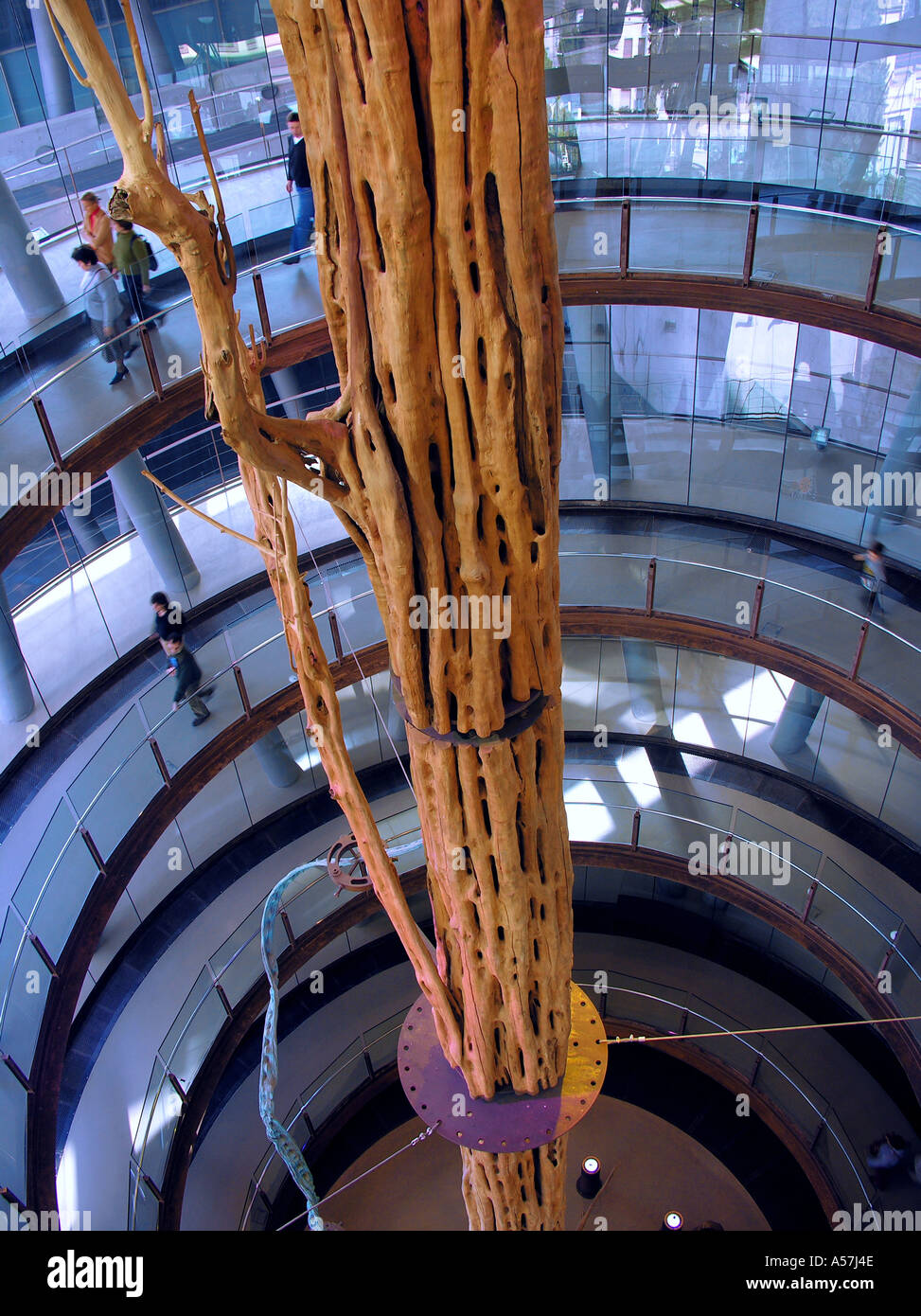 The big old brazilian tree in the science museum of Barcelona Stock ...