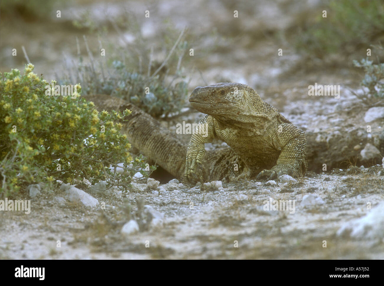 Rock Monitor Lizard Varanus albigularis Stock Photo - Alamy
