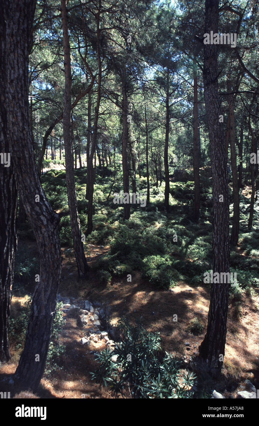 TURKEY Pine forest on the Lycian Way near Kalkan Stock Photo - Alamy