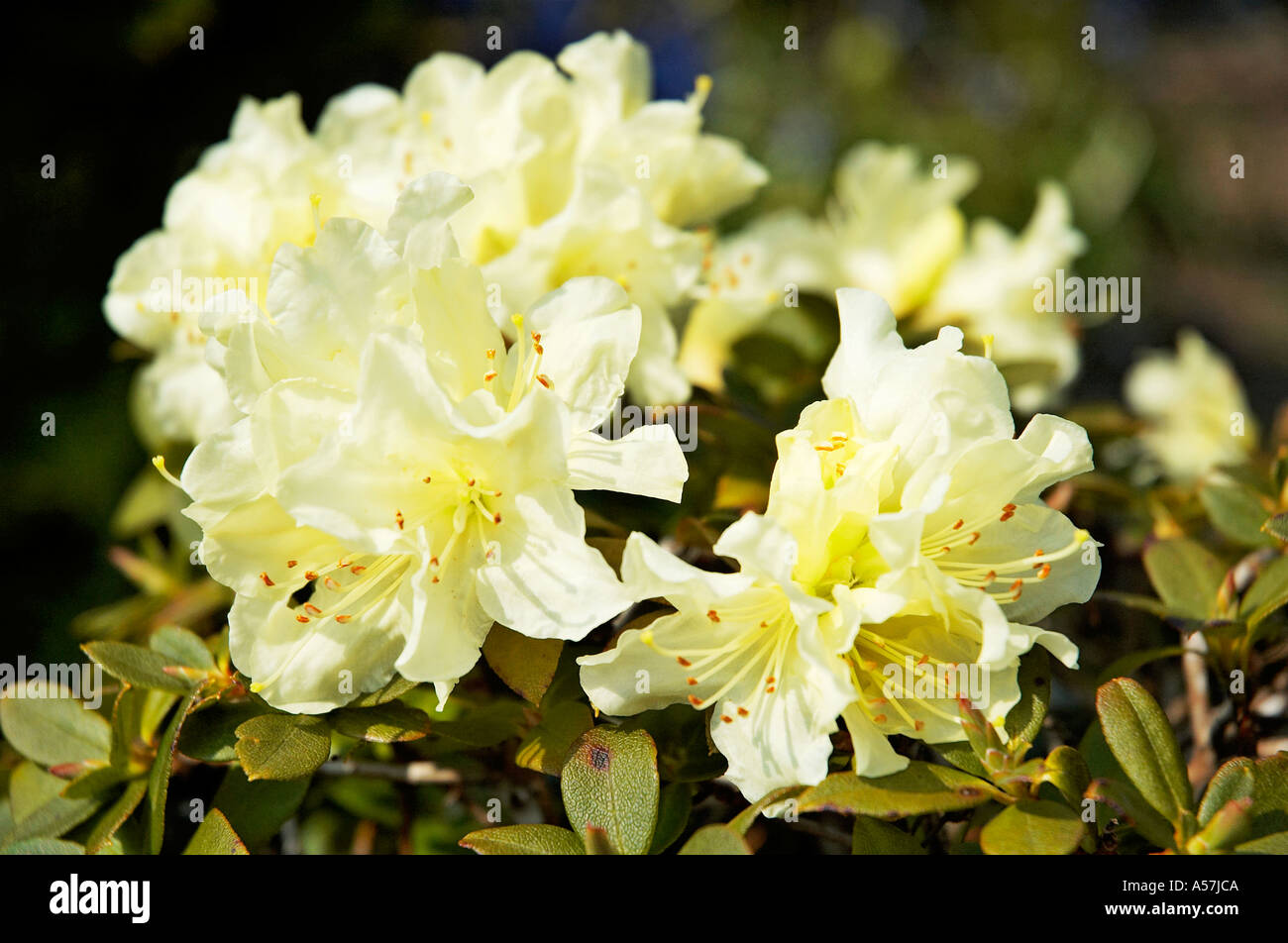 Azalea in full bloom during the spring Stock Photo - Alamy