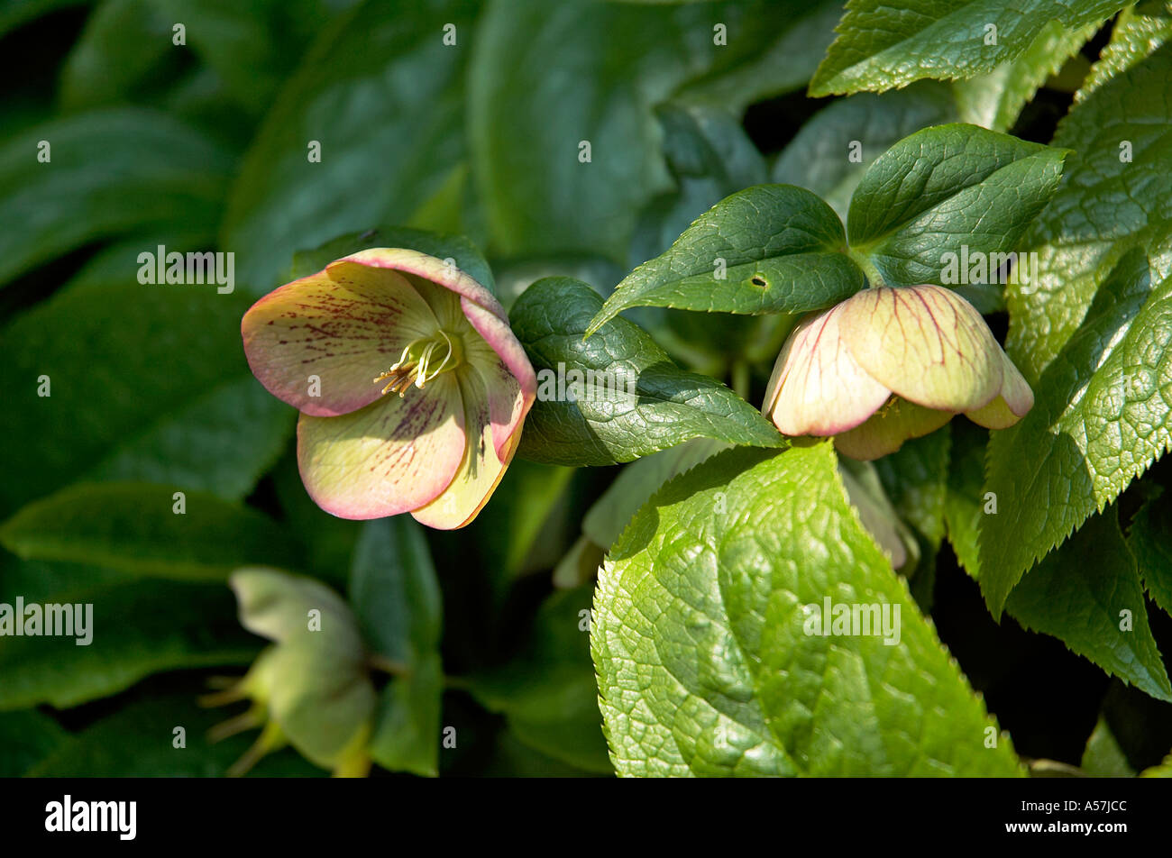 Christmasrose hi-res stock photography and images - Alamy