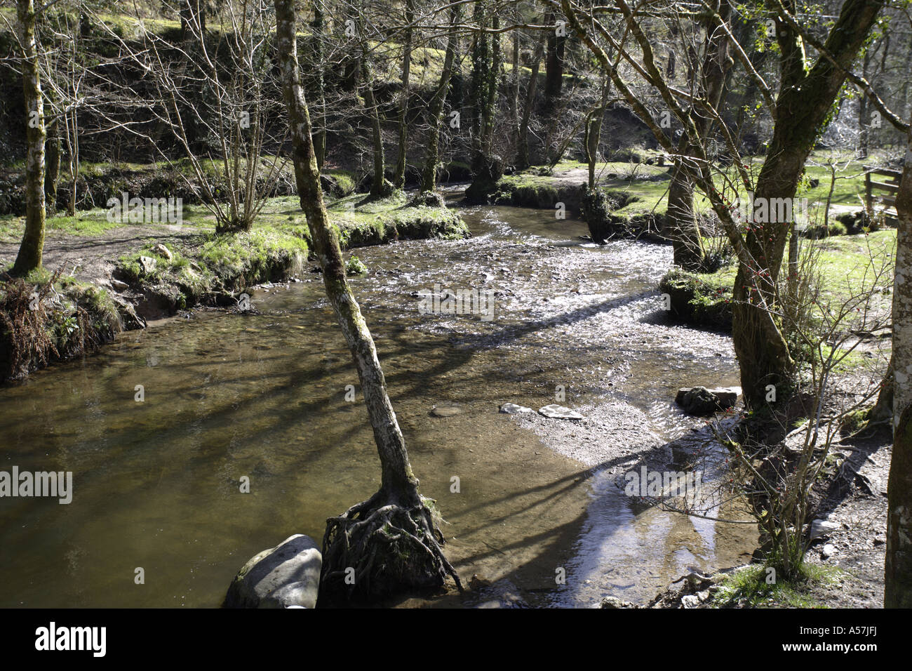 At cardinham woods hi-res stock photography and images - Alamy