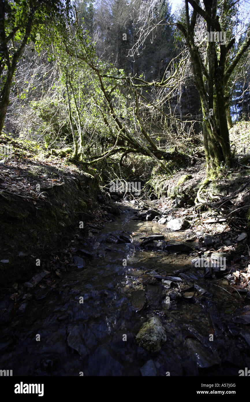 Cardinham woods, Bodmin, Cornwall Stock Photo - Alamy