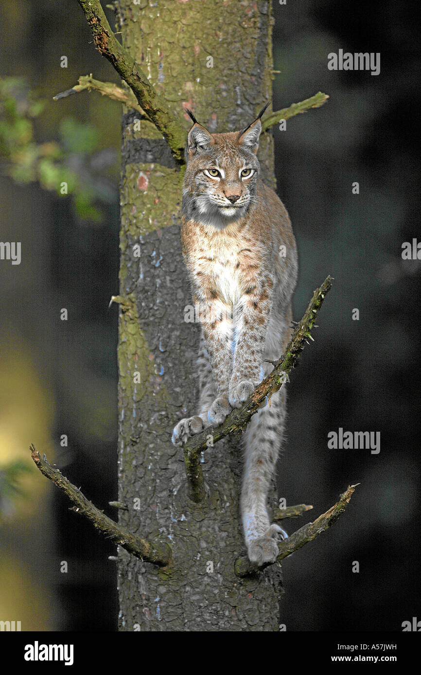 Luchs Lynx Lynx lynx Stock Photo - Alamy