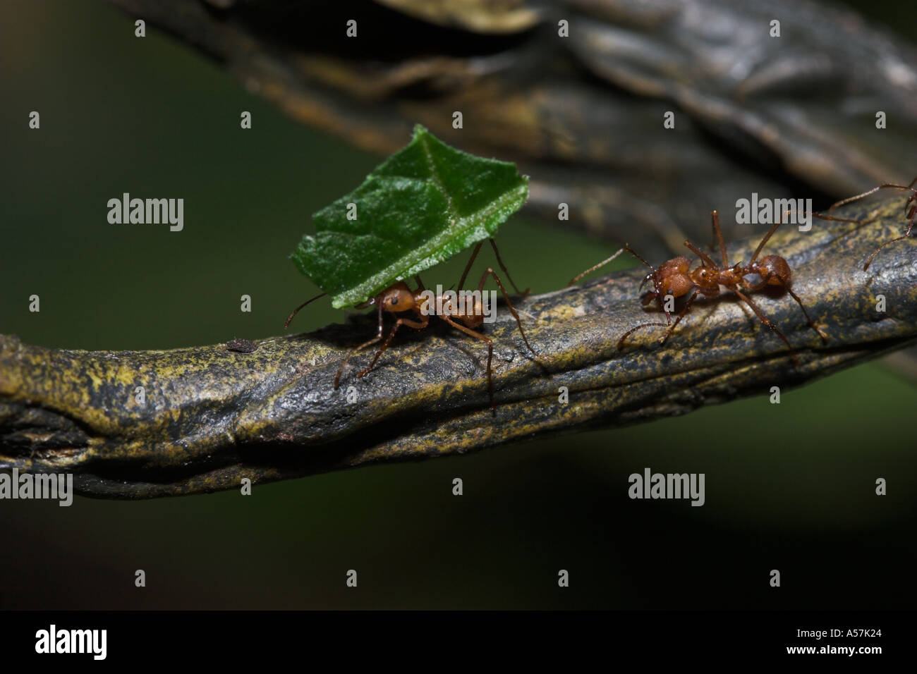Atta cephalotes insect hi-res stock photography and images - Alamy